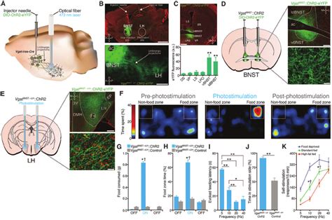 Vgat Bnst → Lh Circuit Activation Induces Feeding In Well Fed Mice A