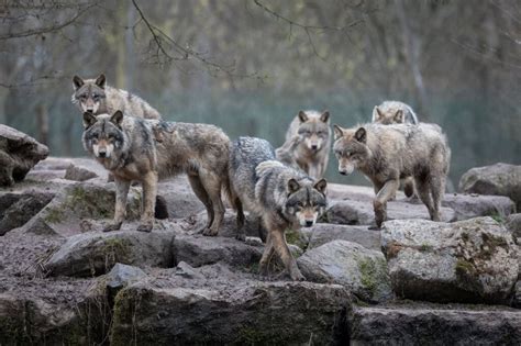 Por Que Não Usamos Lobos Domesticados” Em Vez De Cães Olhar Digital