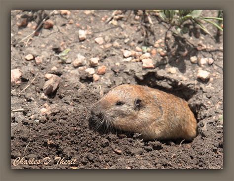 Northern Pocket Gopher Florissant Co My First Encounter Flickr