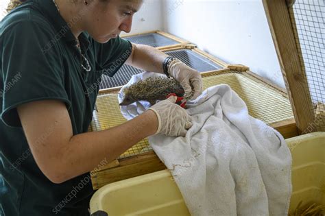 Clipping The Nails Of Hospitalised Hedgehogs Stock Image C0609360