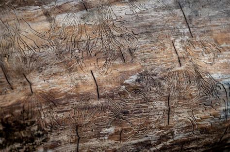 Traces Of Insects Feeding In Wood The Ash Bark Beetle Hylesinus