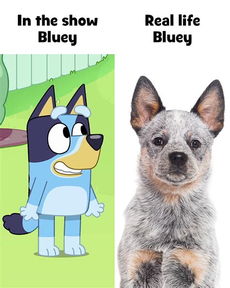 Bluey And Bingo In REAL LIFE Explore O Fascinante Universo Das Apostas