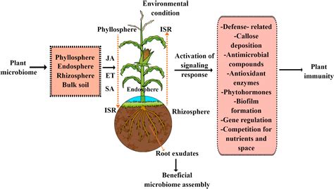 Plant Microbiome An Ocean Of Possibilities For Improving Disease Resistance In Plants