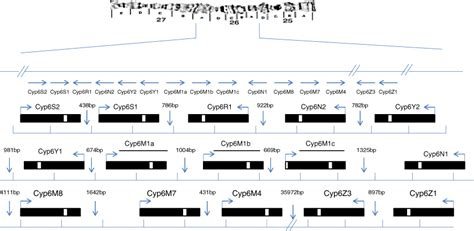 Schematic Representation Of The Gene Organisation In The Bac Clone Download Scientific Diagram