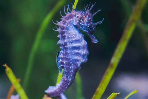Colorful Real Seahorse