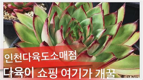 Live1월18일 라이브방송 인천다육도매 ️택배안됩니다채팅참여 大환영겨울 신상 다육이 쇼핑 여기가 개꿀010 5316 7402 국민다육이창종류화분 모두 30