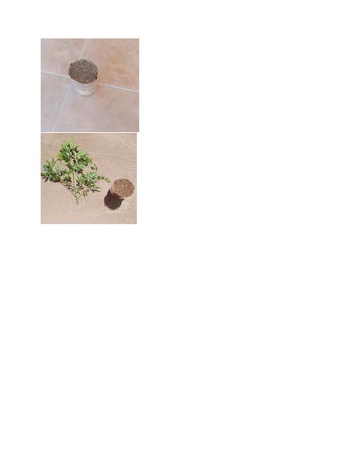 Asexual Propagation Pdf