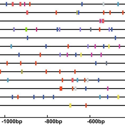 Cis Element Analysis Of Igt Genes In A Hypogaea Different Color Boxes