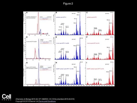 Peptide Macrocyclization By A Bifunctional Endoprotease Ppt Download