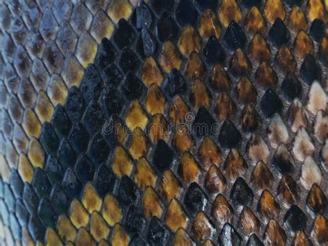 Python Skin Texture With Scales Forming An Abstract Design Pattern