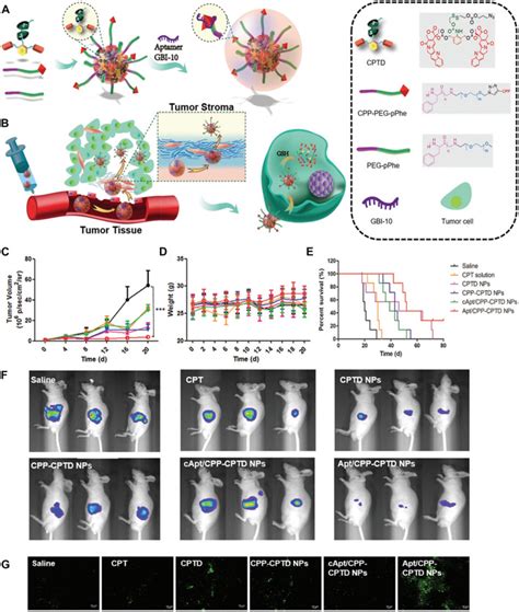 Application Of Aptamer Functionalized Nanomaterials In Targeting
