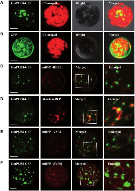Subcellular Localization Of Gmpub8 Gfp Fusion Protein In Arabidopsis Download Scientific