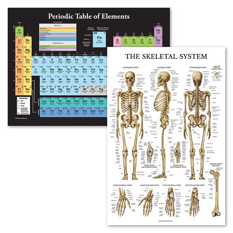 Buy 2 Pack Periodic Table Of The Elements [black] And Skeletal System Anatomy Chart Laminated