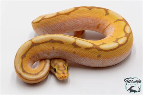 Python Regius Banana Spider
