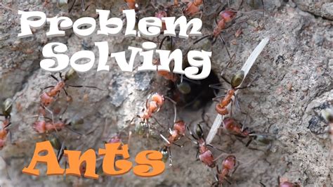 Problem Solving Ants Youtube Problem Solving Ants Youtube