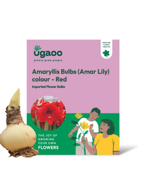 Buy Red Amaryllis Bulbs Amaryllis Bulb Care How To Grow And Tip Ugaoo