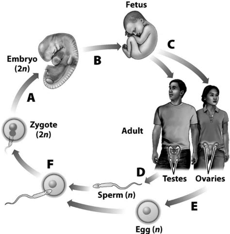 Biology 1 Chapter 7 Cell Division Flashcards Quizlet