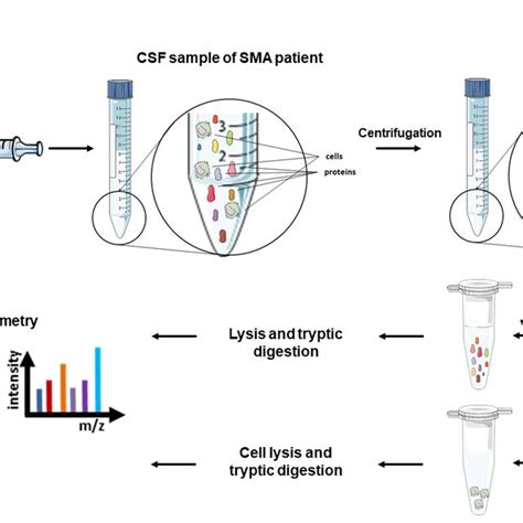 Potential Workflow For A Mass Spectrometric Analysis Of Csf Samples Download Scientific Diagram