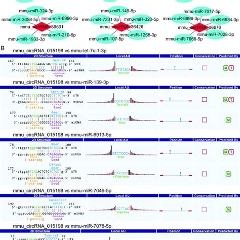 Prediction Of Circrna Mirna Interaction A Top 5 Predicted Targets Of