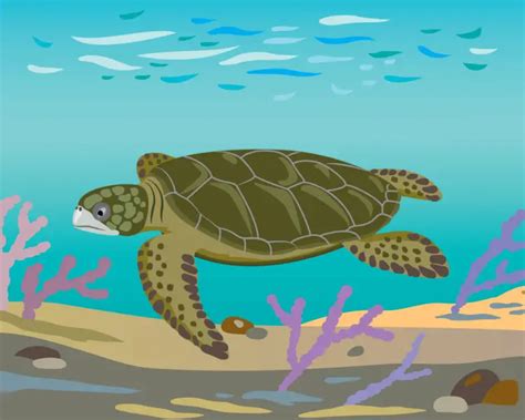 Flatback Sea Turtle Facts Diet Habitat And Pictures On Animaliabio