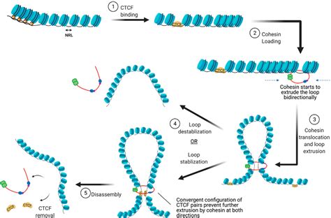 Figure 3 From At The Crossroad Of Gene Regulation And Genome Organization Potential Roles For