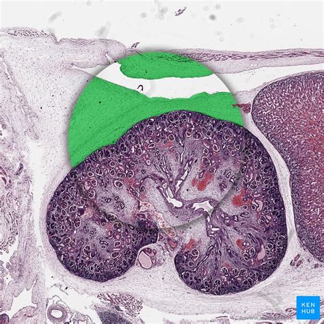 Adipose Tissue Definition Location Function Kenhub