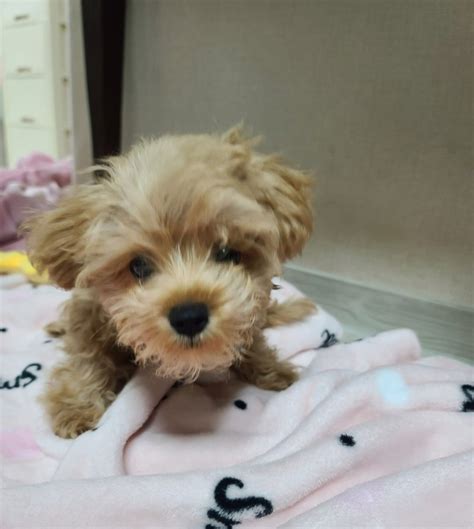 말티푸 성격 및 성견 크기 성장과정에 필요한 훈련 방법 네이버 블로그