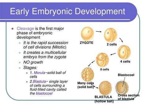 Ppt Embryonic Development Powerpoint Presentation Id6114231