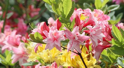 35 Different Types Of Flowering Azalea Varieties