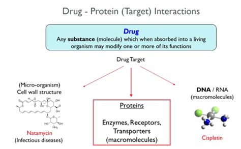 L23 Drug Protein Target Interactions Flashcards Quizlet