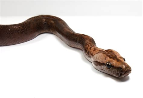 Granite Het Albino Possible Het Pied Burmese Python New England