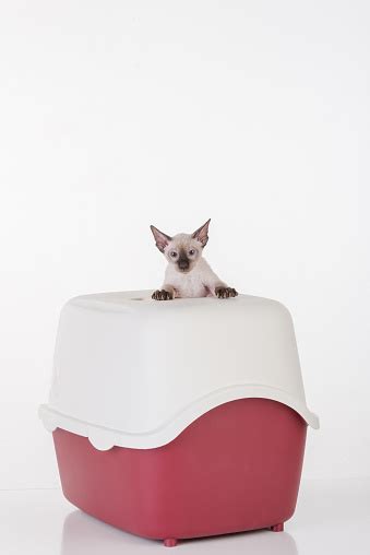 호기심 어두운 매우 젊은 피터 볼드 Sphynx 고양이 머리 아웃과 흰색 배경에 고양이 상자 0명에 대한 스톡 사진 및 기타