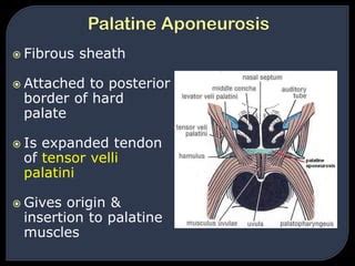 Tensor Veli Palatini Origin And Insertion