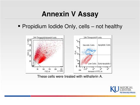 Ppt Measuring Apoptosis Using Flow Cytometry Powerpoint Presentation