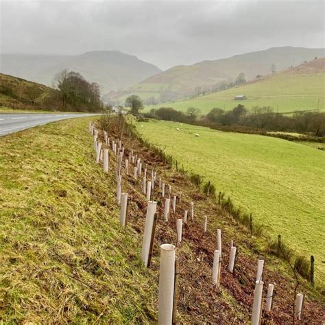 Sustainable Highways Connecting Habitats Through Tree Planting