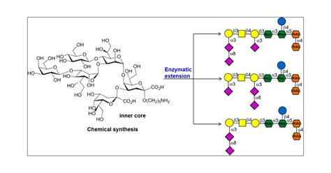 Están Deprimidos Asumir Dormido Gilbert Barr Syndrome Estoy De Acuerdo Láser Inscribirse