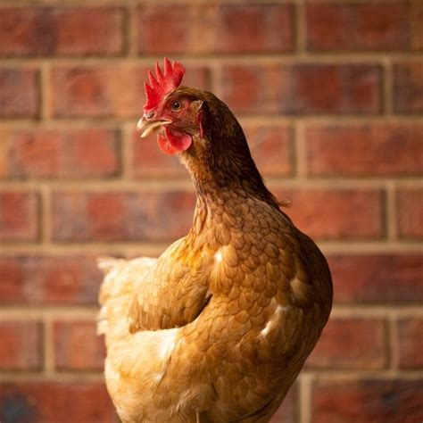 Isa Brown Weird Name Mysterious History Wonderful Chicken