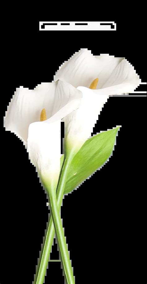 Png素材 免抠 免扣 背景 透明 Png 合成 情人节 新年 海报 元素 电商 春节 元宵节 首页 主图 首图 钻展 直通车 详情页 页面 二级页 专题页 承接页 欧美 7msj