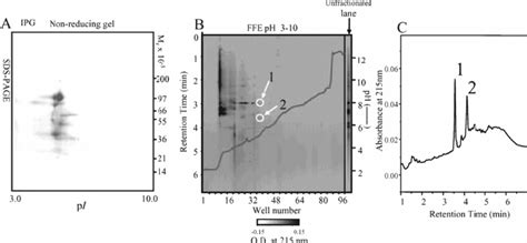 Comparison Of Human Urinary Protein Separation By Nonreducing 2 D Download Scientific Diagram