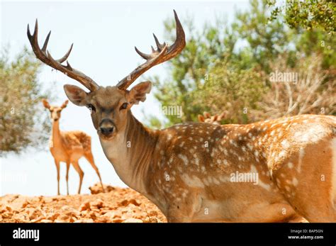 Persian Fallow Deer
