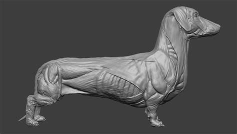 Dachshund Sausage Dog Anatomy 3d Anatomy Store