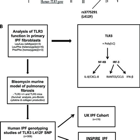 Study Design A Diagram Illustrating Exon Positions On The Human Download Scientific Diagram