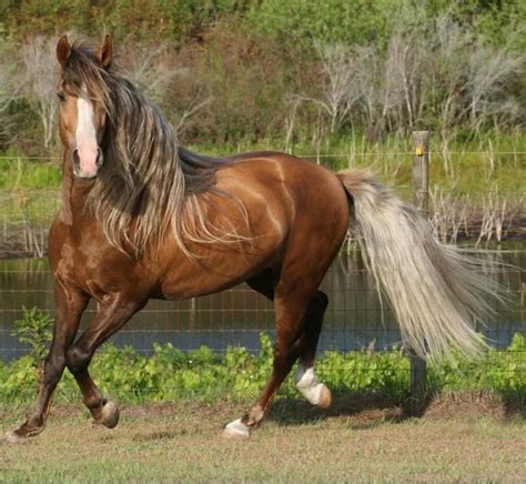 Paso Fino Alchetron The Free Social Encyclopedia