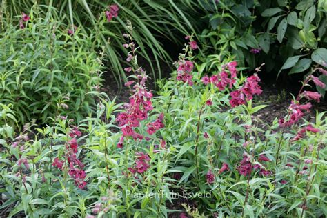 Penstemon ‘rich Ruby Esveld Shop