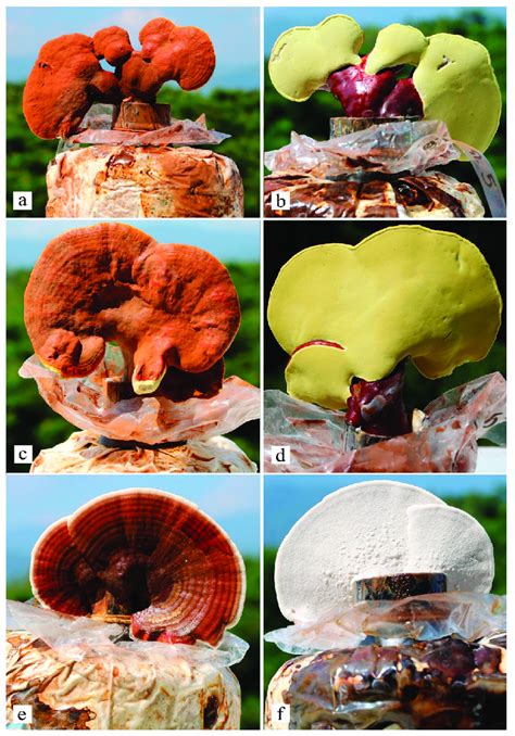 First Cultivation Of Ganoderma Species From Thailand At 28 ± 1 • C In