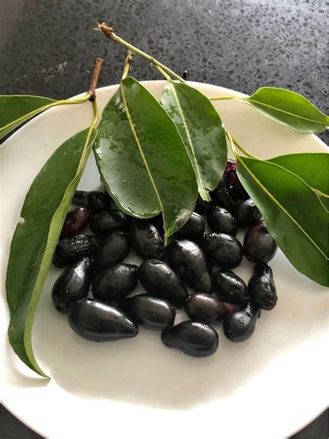 Exotic Java Plum Plants In Sydney NSW Australia Find Near You