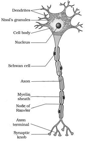 The Nervous System ICSE Class Biology Board Exam Questions