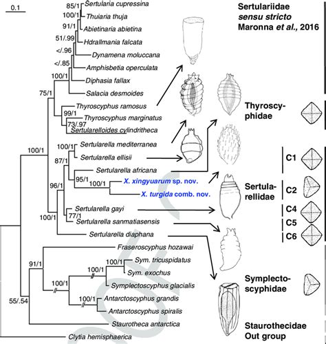 maximum likelihood phylogenetic analyses with concatenated partial