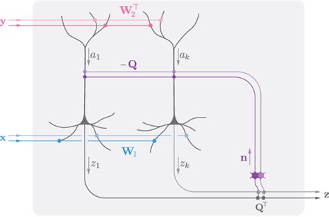 cortical microcircuit for bmvr pyramidal neurons black receive