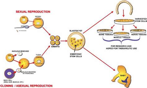 Al Qur An Modern Science The Cloning